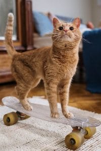A Comprehensive Guide: Unraveling The Ginger Cat Behavior