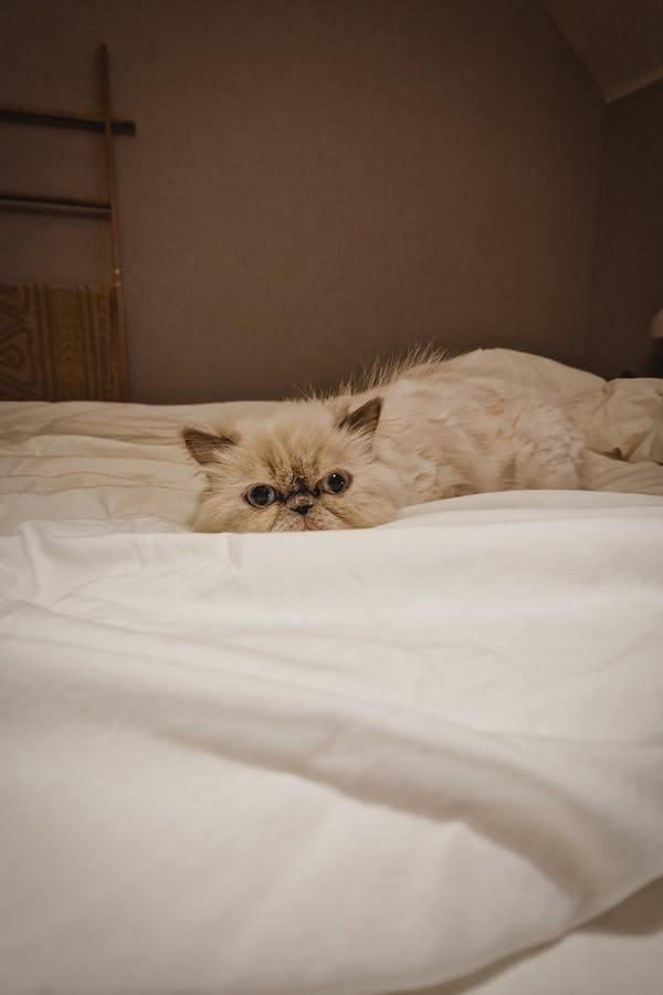 Decoding the Enigma: Understanding the Himalayan Cat Behavior