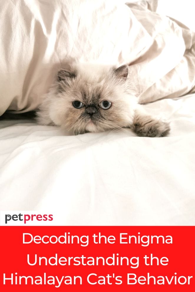 Decoding the Enigma: Understanding the Himalayan Cat Behavior
