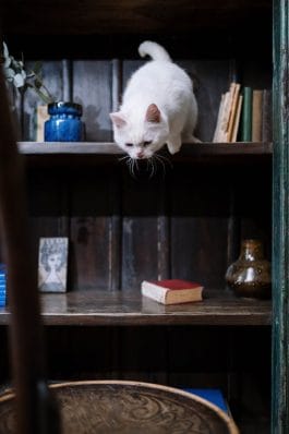 Understanding House Cat Behavior: Tips for a Purr-fect Connection
