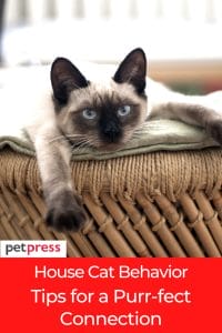 Understanding House Cat Behavior: Tips for a Purr-fect Connection