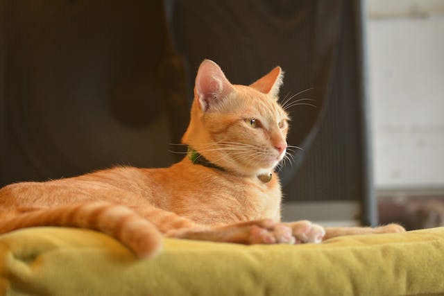 Understanding House Cat Behavior: Tips for a Purr-fect Connection