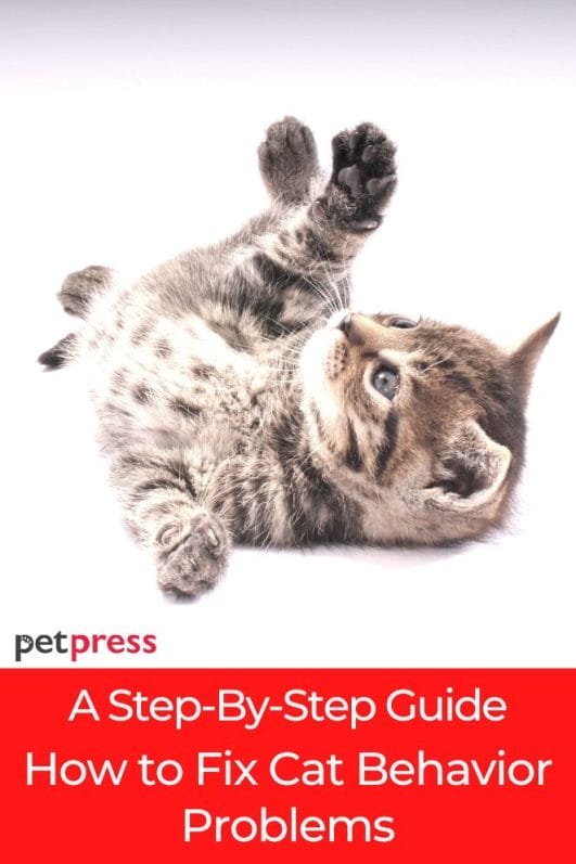 A Step-By-Step Guide: How to Fix Cat Behavior Problems