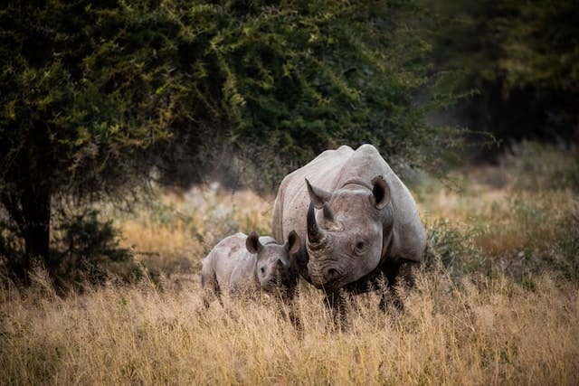 80+ Best Life Rhino Quotes That Will Charge You With Inspiration - PetPress