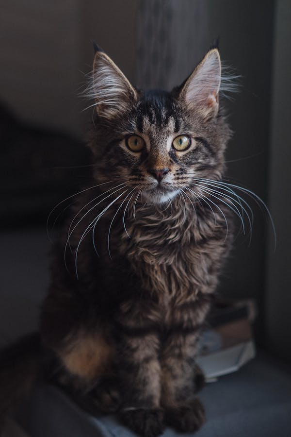 Unveiling the Charm: Understanding Maine Coon Cat Behavior