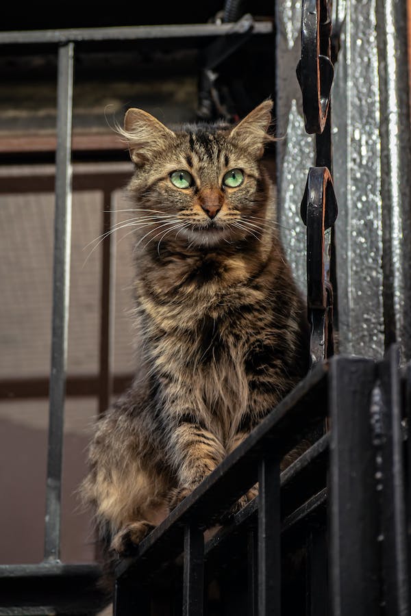 Unveiling the Charm: Understanding Maine Coon Cat Behavior