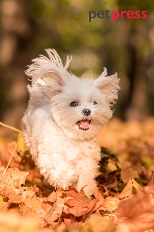 Guide to Maltese Dog Exercise: Prepare to Be Amazed - PetPress