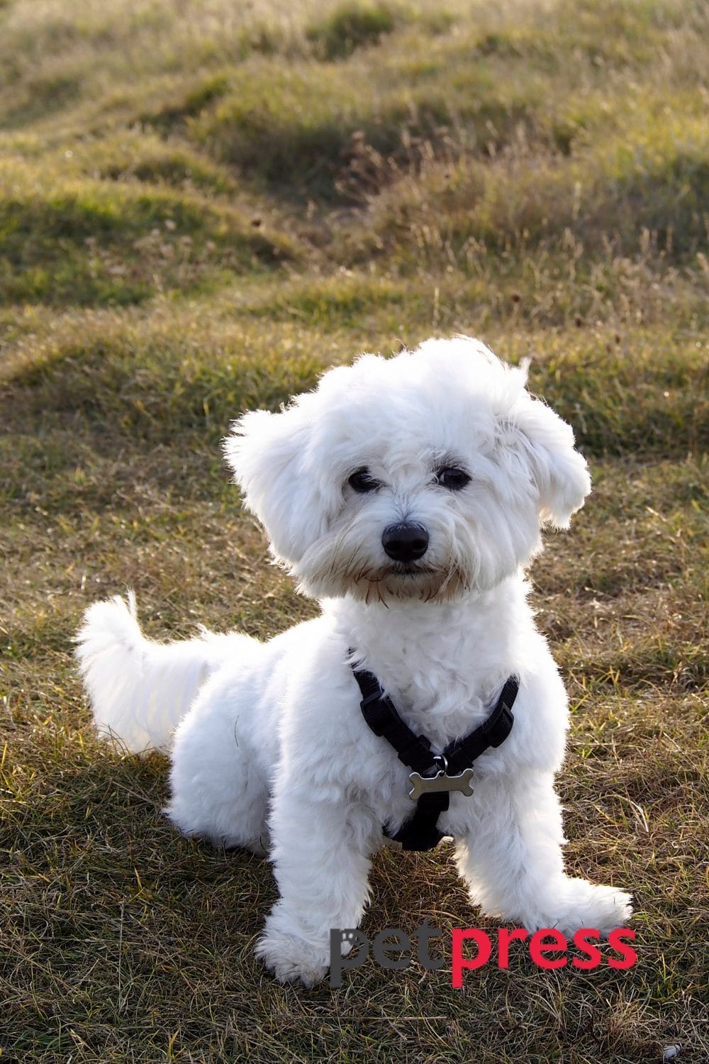 Guide to Maltese Dog Exercise: Prepare to Be Amazed - PetPress
