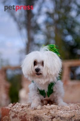 Guide to Maltese Dog Exercise: Prepare to Be Amazed - PetPress