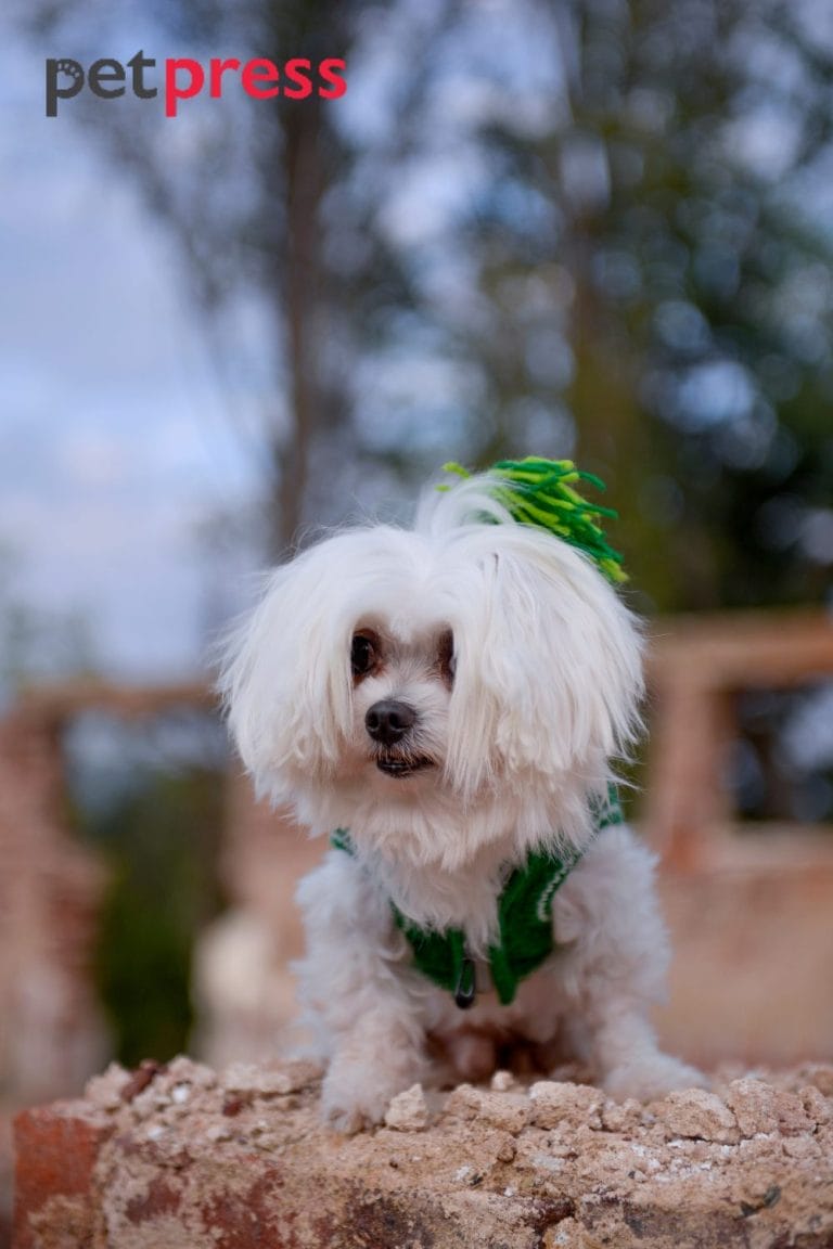 Guide to Maltese Dog Exercise: Prepare to Be Amazed - PetPress