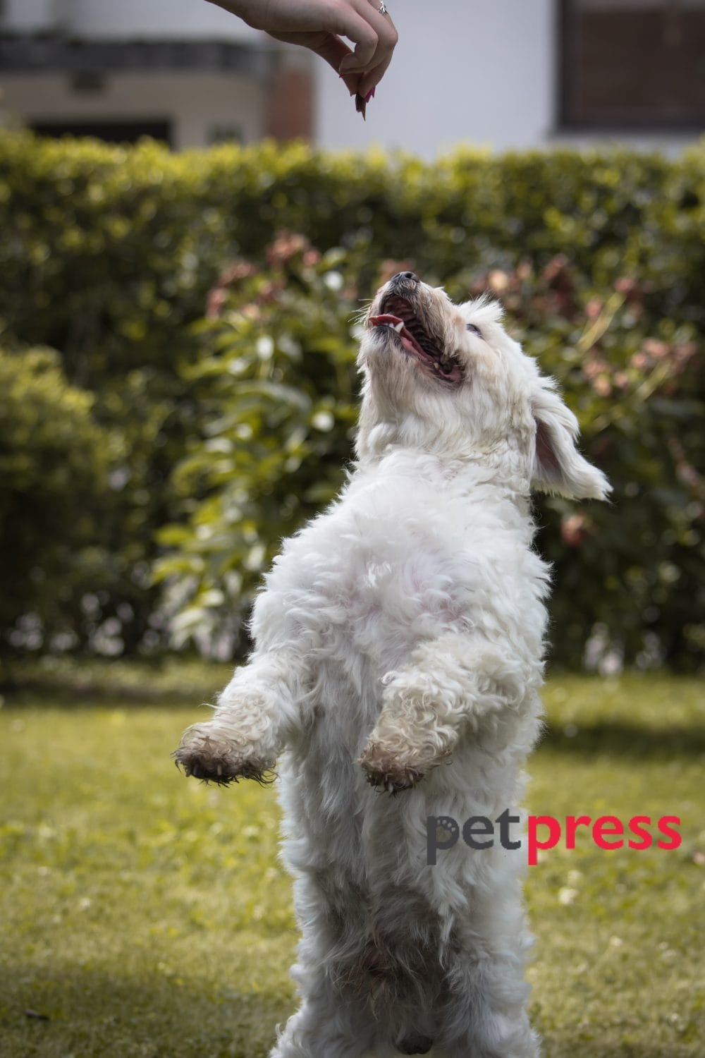 Guide to Maltese Dog Exercise: Prepare to Be Amazed - PetPress