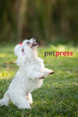 Guide to Maltese Dog Exercise: Prepare to Be Amazed - PetPress