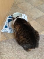 Understanding Manx Cat Behavior: Unique Traits and Care Tips