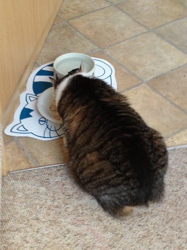 Understanding Manx Cat Behavior: Unique Traits and Care Tips