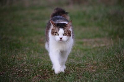 Understanding Manx Cat Behavior: Unique Traits and Care Tips