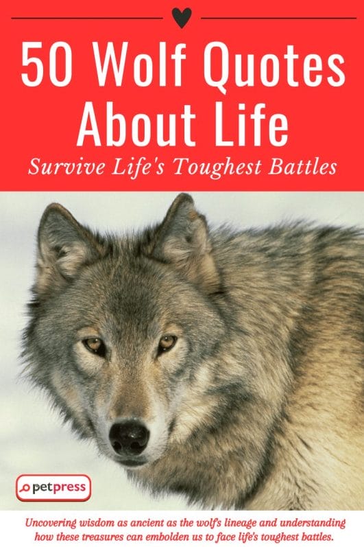 75 Wolf Quotes About Life: Survive Life's Toughest Battles - PetPress