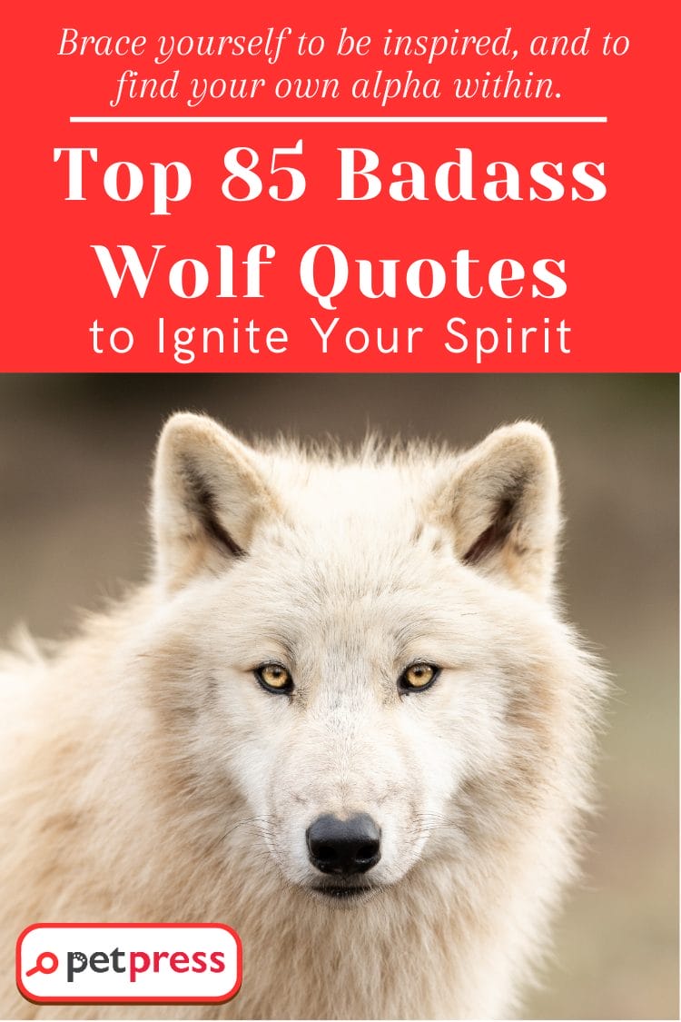 Find Your Alpha: Top 85 Badass Wolf Quotes to Ignite Your Spirit - PetPress