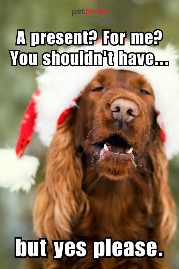 30 Funny Christmas Dog Quotes Memes to Bark About!