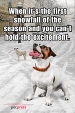 30 Funny Christmas Dog Quotes Memes to Bark About!