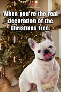 30 Funny Christmas Dog Quotes Memes to Bark About!