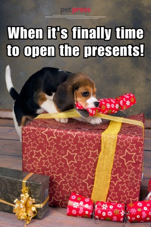 30 Funny Christmas Dog Quotes Memes to Bark About!