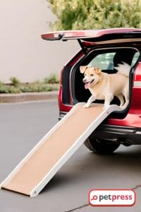 DIY Dog Ramp for Car: Save Money & Keep Your Pup Safe - PetPress