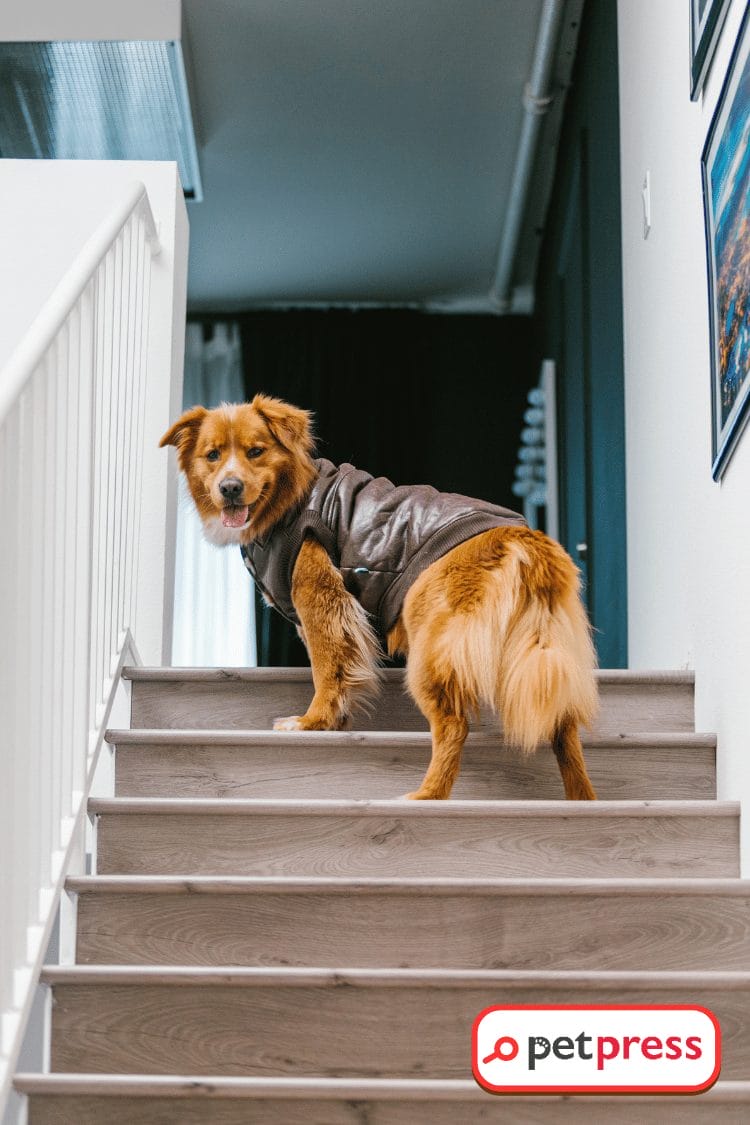 DIY Dog Ramp for Stairs: Boost Your Pooch's Freedom at Home! - PetPress