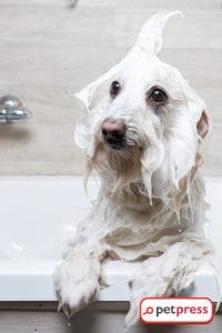 Stop the Scratch: Easy DIY Dog Shampoo for Itchy Skin Revealed!