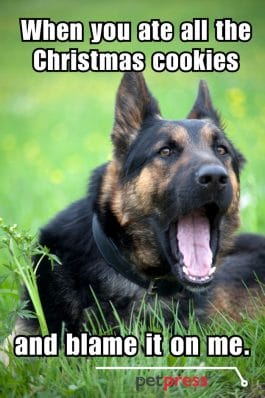 30 Funny Christmas Dog Quotes Memes to Bark About!