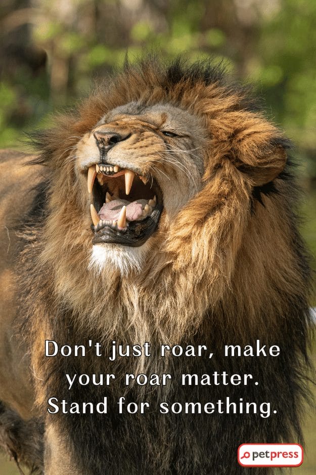 Fierce & Fiery: Embrace the Power of 75 Lion Strength Quotes! - PetPress