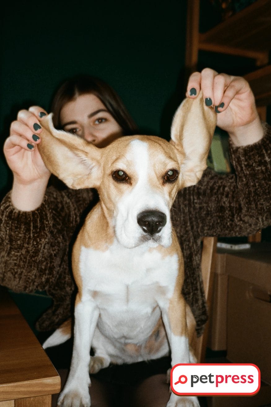 An Easy Guide to DIY Dog Ear Cleaner: Say Bye to Vet Bills - PetPress