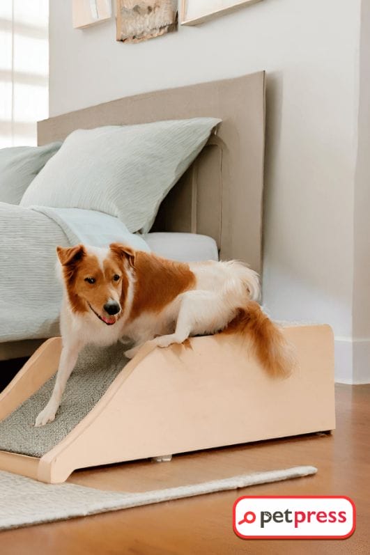 Home Project Alert: Build a DIY Dog Ramp for Bed Now! - PetPress