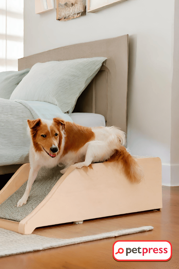 Home Project Alert: Build a DIY Dog Ramp for Bed Now! - PetPress