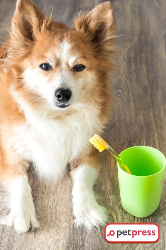 Secrets Revealed: DIY Dog Toothpaste - A Survival Guide! - PetPress