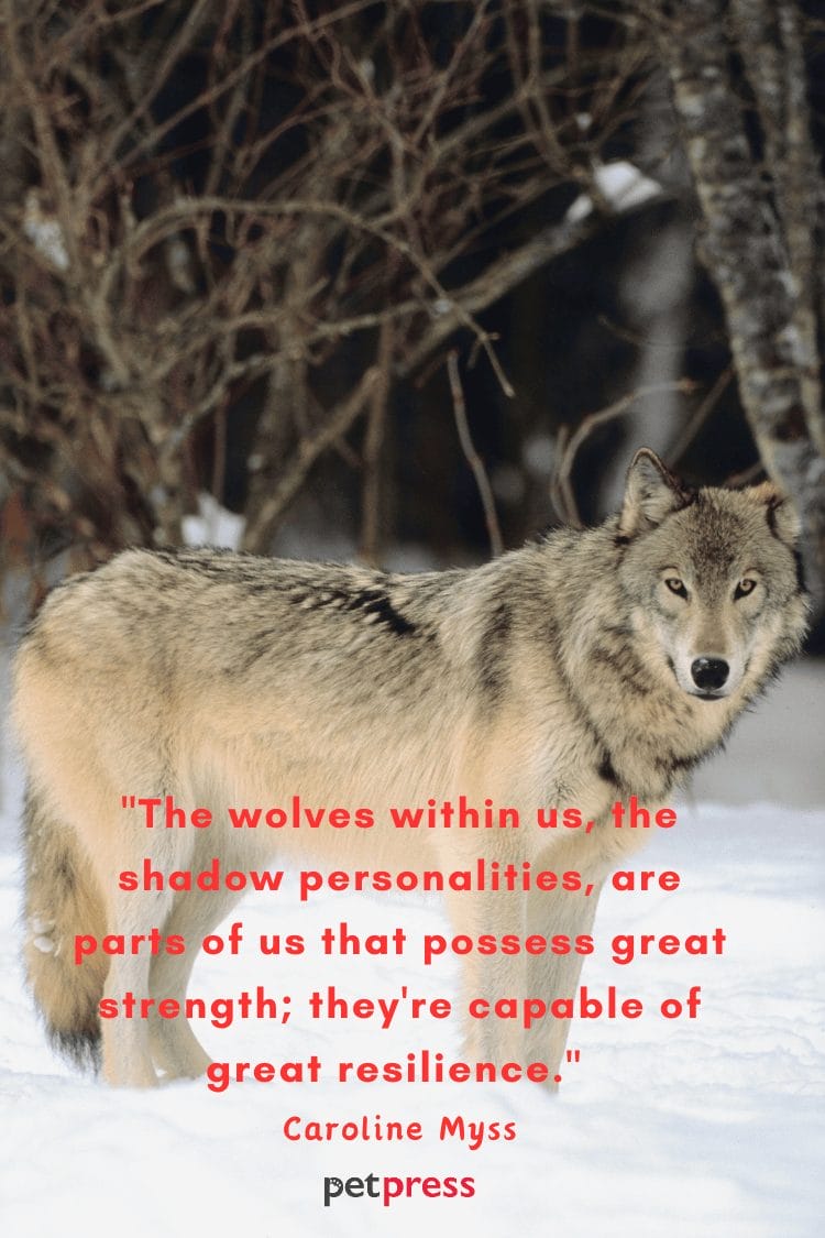 75 Wolf Quotes About Life: Survive Life's Toughest Battles - PetPress