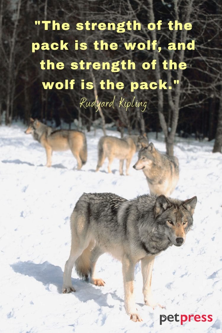 Find Your Alpha: Top 85 Badass Wolf Quotes to Ignite Your Spirit - PetPress