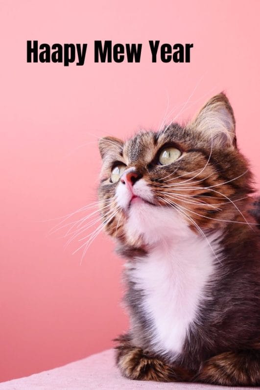 Happy Mew Year for Cats Day: What Special Can You Do? - PetPress