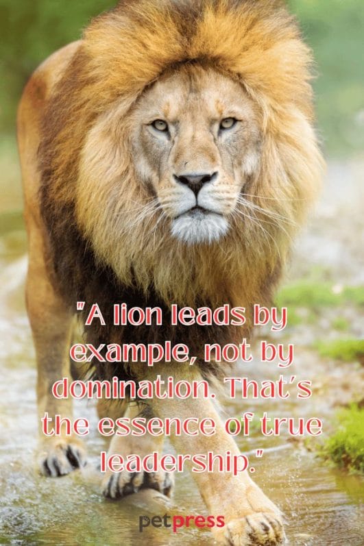 Fierce & Fiery: Embrace the Power of 75 Lion Strength Quotes! - PetPress