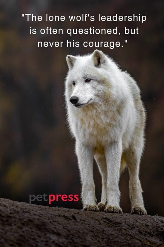 Find Your Alpha: Top 85 Badass Wolf Quotes to Ignite Your Spirit - PetPress