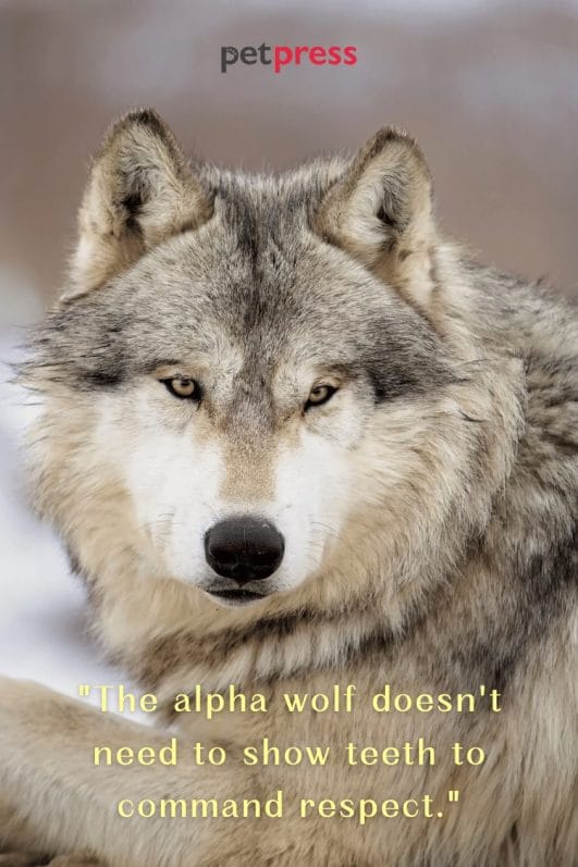 75 Wolf Quotes About Life: Survive Life's Toughest Battles - PetPress
