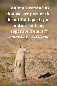 Your Daily Dose of Inspiration: The Top 50 Animal Care Quotes! - PetPress