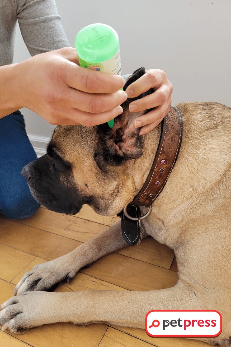 An Easy Guide to DIY Dog Ear Cleaner: Say Bye to Vet Bills - PetPress