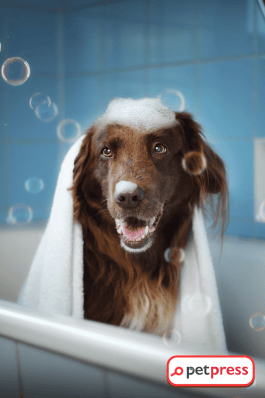 DIY Dog Shampoo for Odor: Get Rid of Pet Bad Smells - PetPress