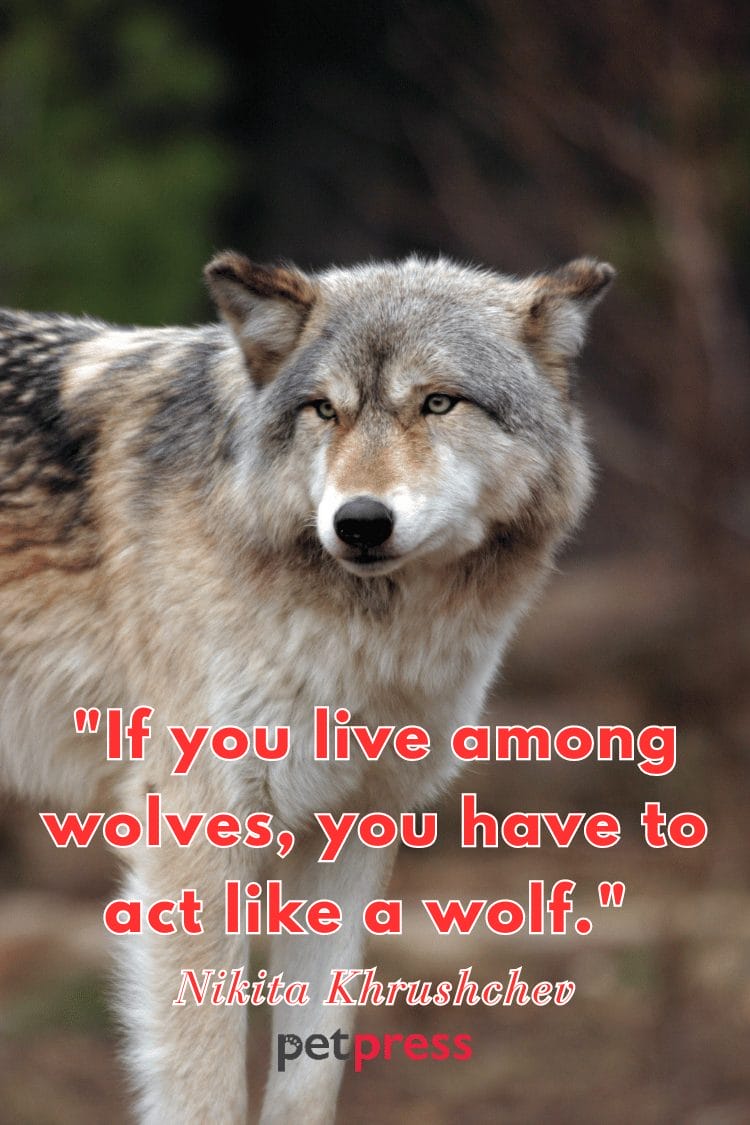 75 Wolf Quotes About Life: Survive Life's Toughest Battles - PetPress