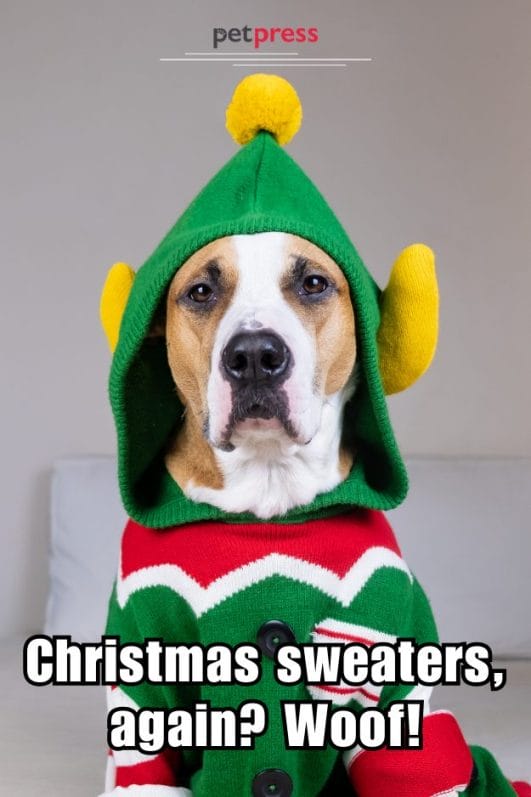 30 Funny Christmas Dog Quotes Memes to Bark About!