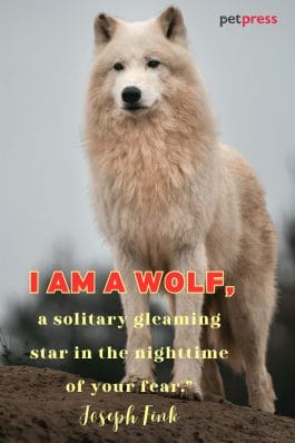 75 Wolf Quotes About Life: Survive Life's Toughest Battles - PetPress