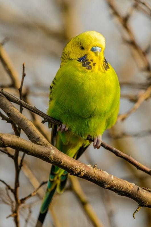 Top 10 Friendly Pet Bird Species for Every Personality