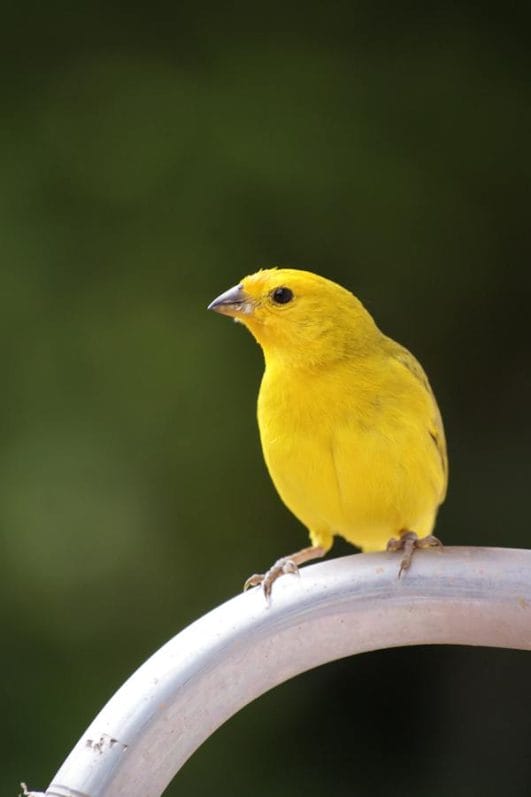 Top 10 Friendly Pet Bird Species for Every Personality