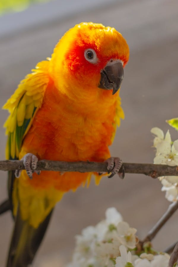 Top 10 Friendly Pet Bird Species for Every Personality