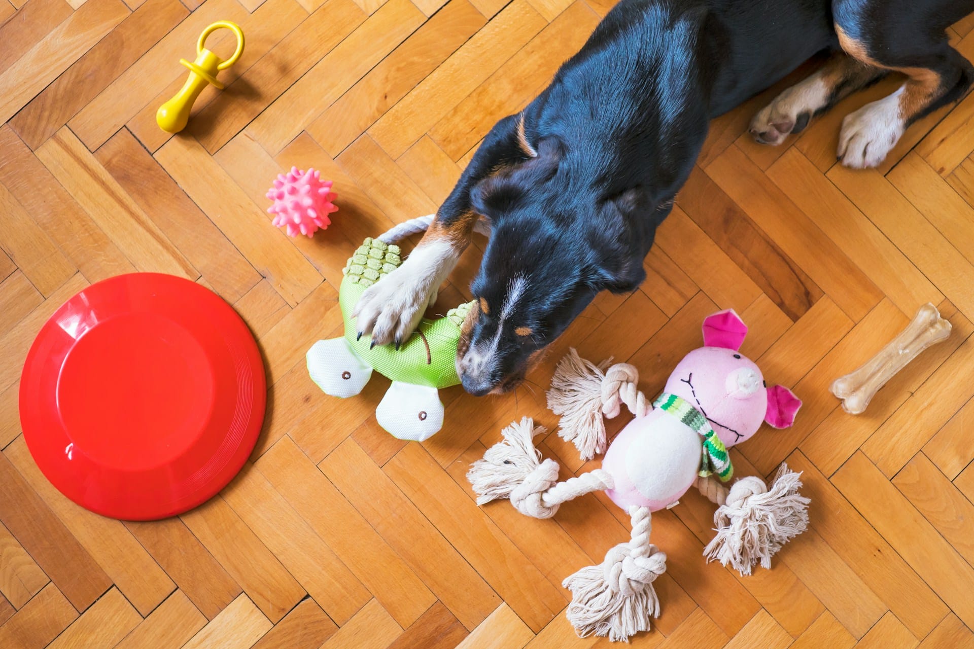 Revamp Your Pet Play: DIY Dog Toys From T-Shirts Edition - PetPress